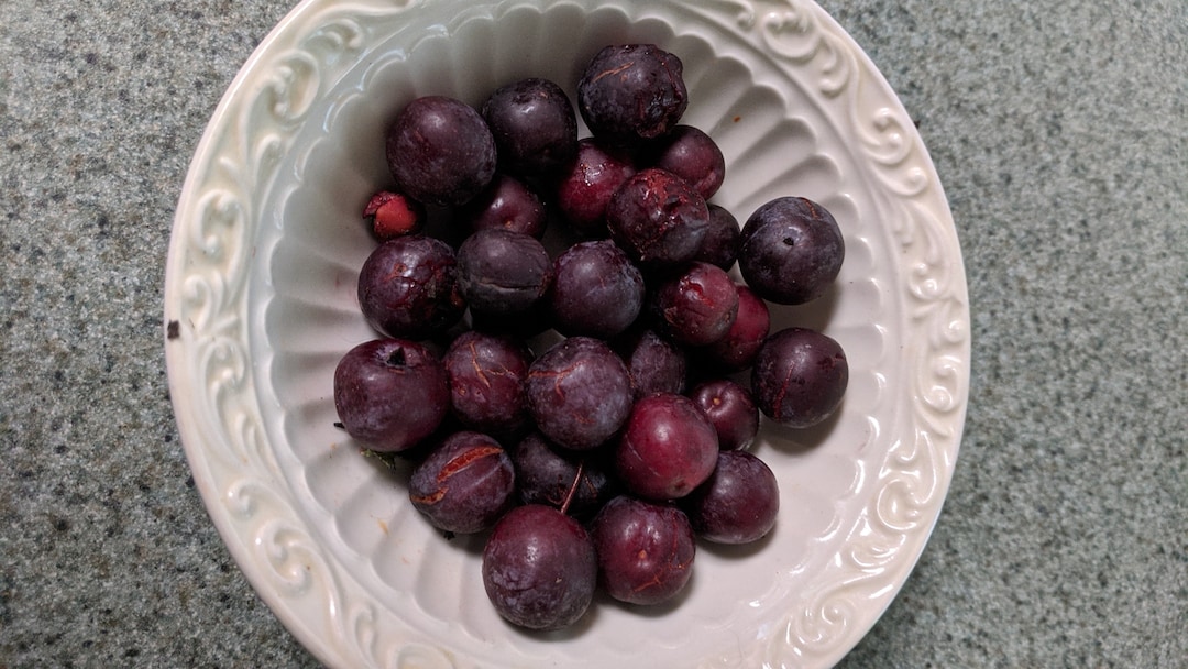 Chickasaw Plum or Cherokee Plum or Sandhill Plum 7 Seeds - Etsy