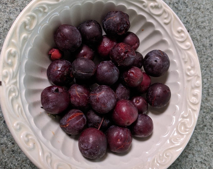 Chickasaw Plum or Cherokee Plum or Sandhill Plum 7 Seeds - Etsy