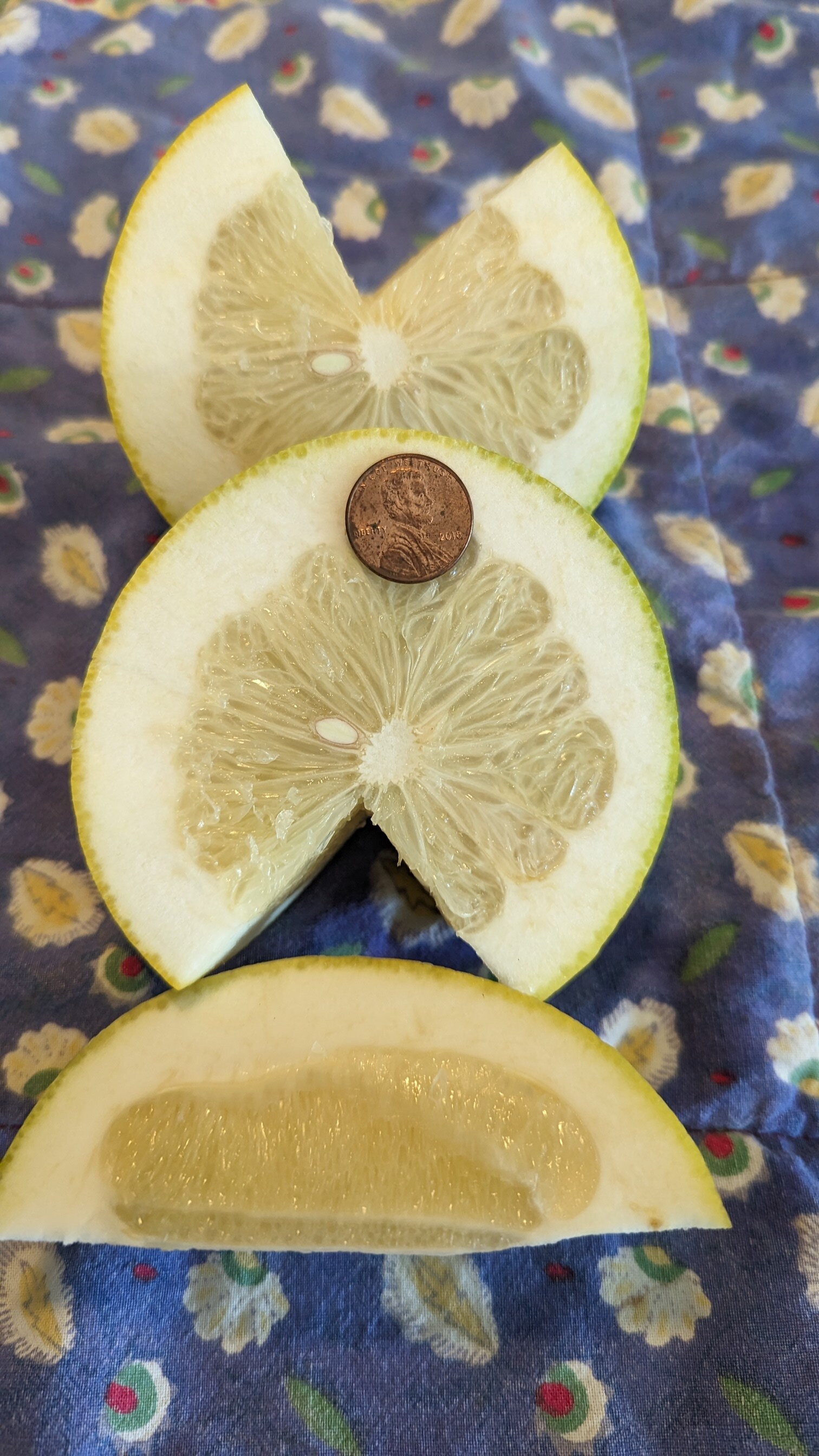Pomelo Citrus Seeds Citrus Fruit 7 Seeds - Etsy
