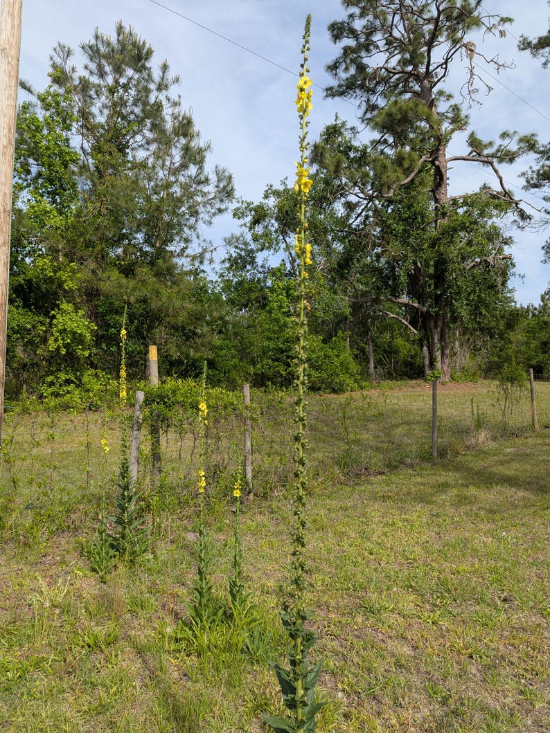 Mullein Seeds - Verbascum Thapsus Seeds - One Gram - Florida Native - Etsy