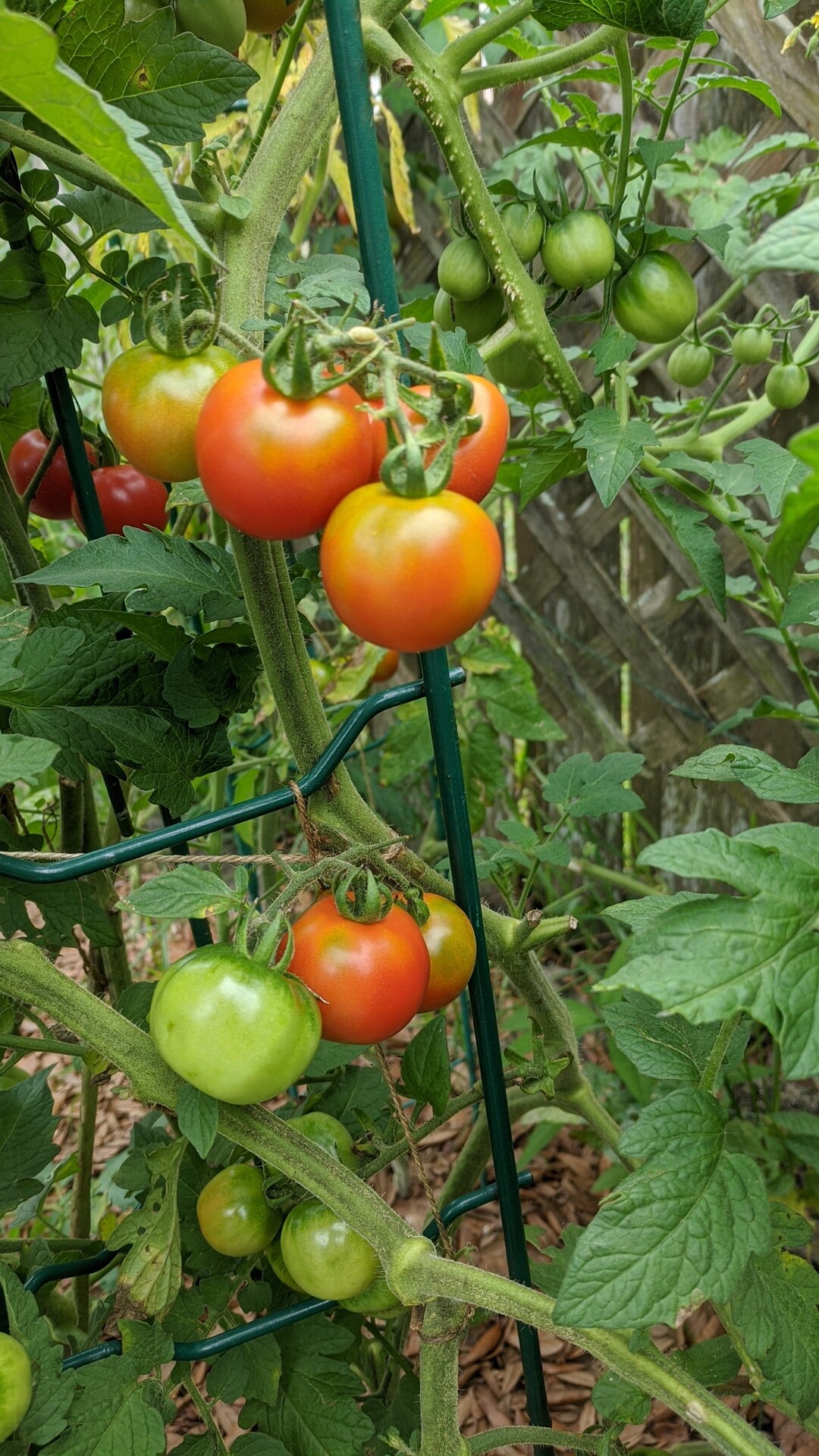 Tommy Toe Heirloom Tomato 30+ Seeds and Free Basil Seeds With Your ...