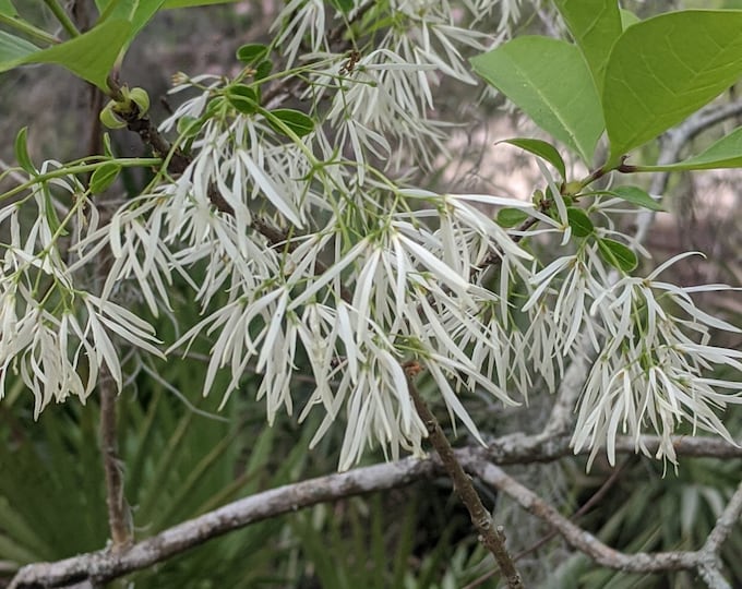 Grancy Greybeard, White Fringe Tree, Chionanthus Virginicus 11+ Seeds ...
