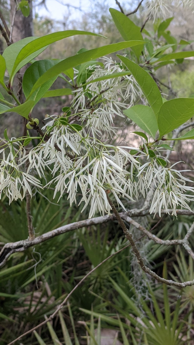 Grancy Greybeard, White Fringe Tree, Chionanthus Virginicus 13+ Seeds ...