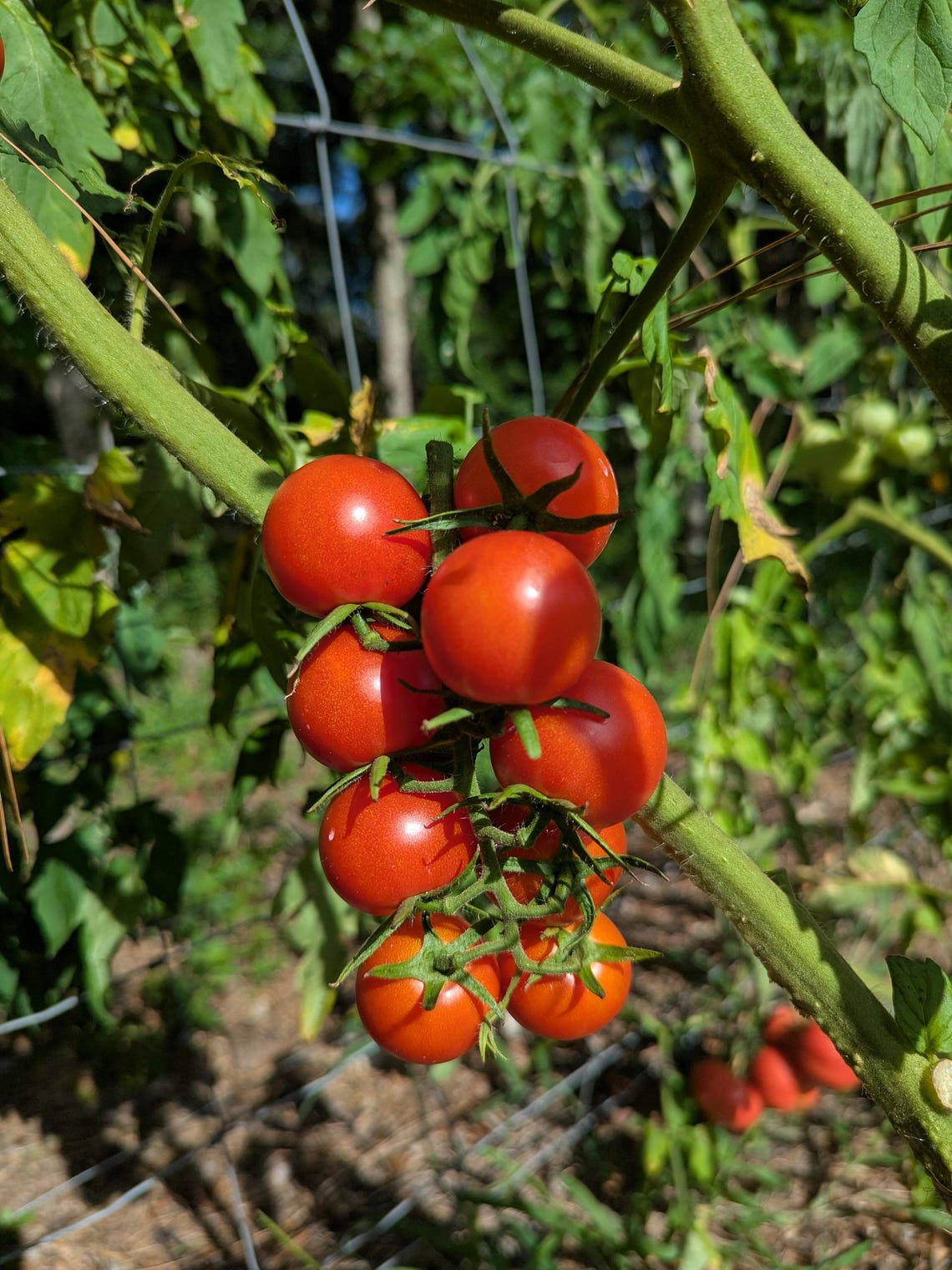 Tommy Toe Heirloom Tomato 30+ Seeds and Free Seeds With Your Order - Etsy