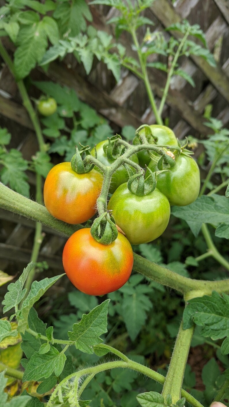 Tommy Toe Heirloom Tomato 30+ Seeds and Free Seeds With Your Order - Etsy