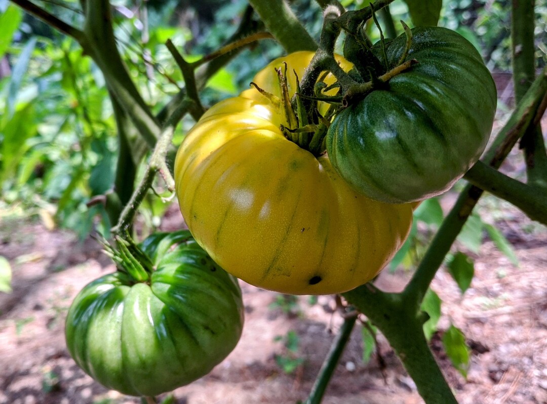 Dr. Wyche's Yellow Heirloom Tomato 20+ Seeds and Free Seeds With Your ...