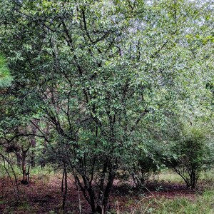 Chickasaw Plum or Cherokee Plum or Sandhill Plum 7 Seeds - Etsy