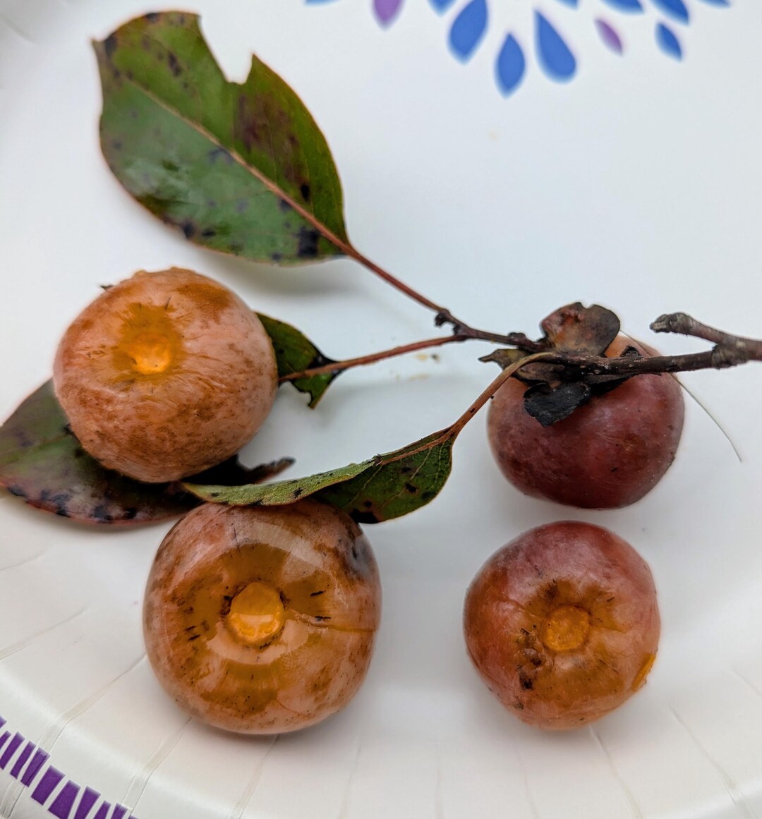 American Persimmon Seeds 11 Seeds Diospyros Virginiana Florida Native ...
