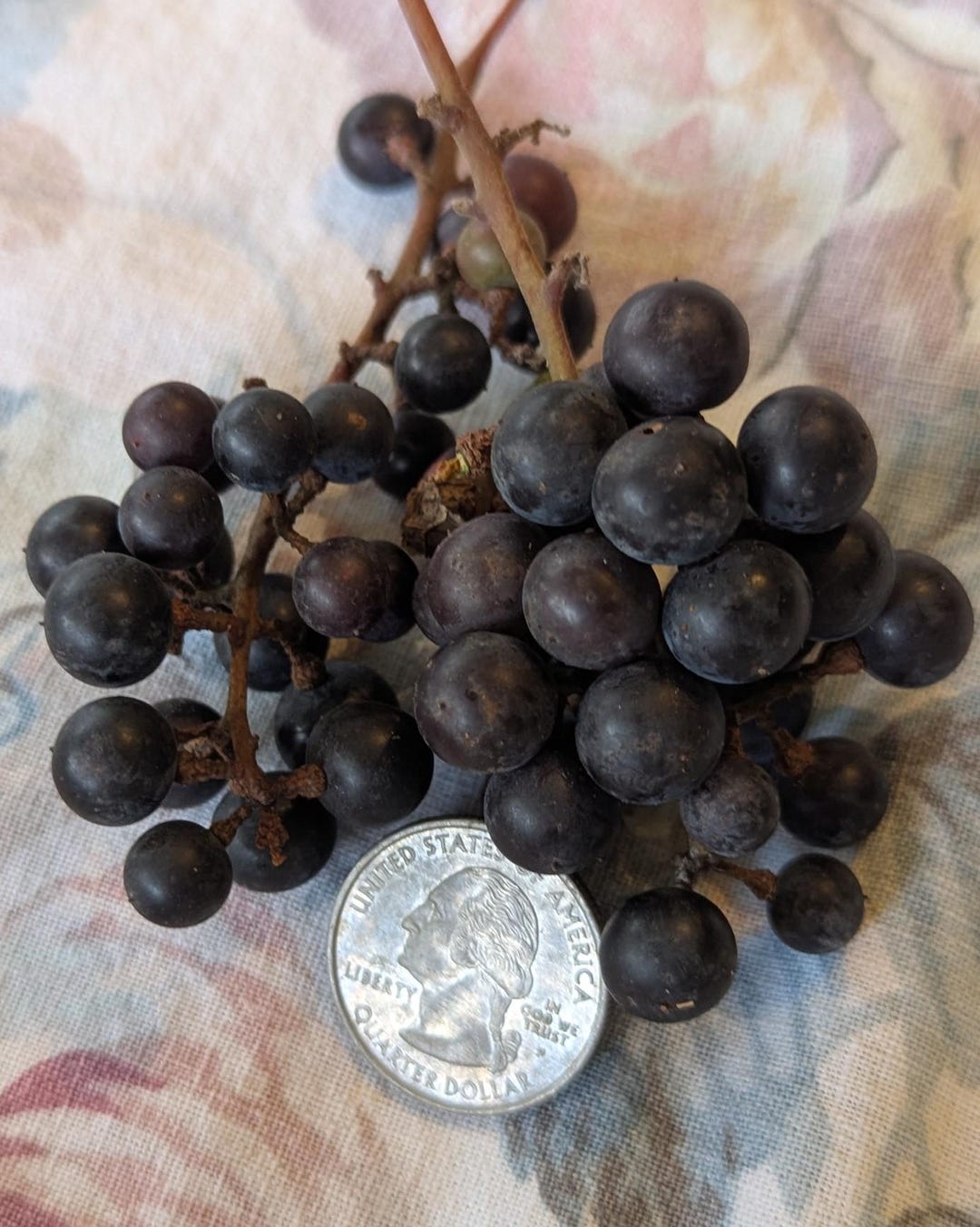 Fox Grape Seeds: Wild Sweet Concord-type Vine - 25 Seeds Florida Native ...