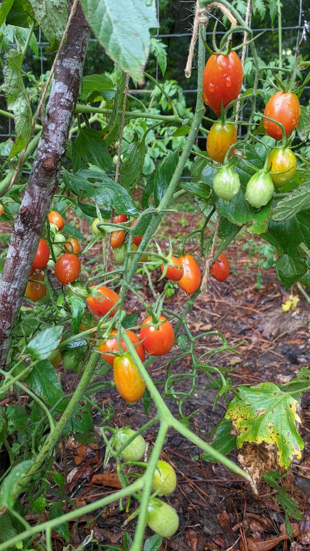 Sprite Heirloom Tomato 30 Seeds and Free Basil Seeds With - Etsy