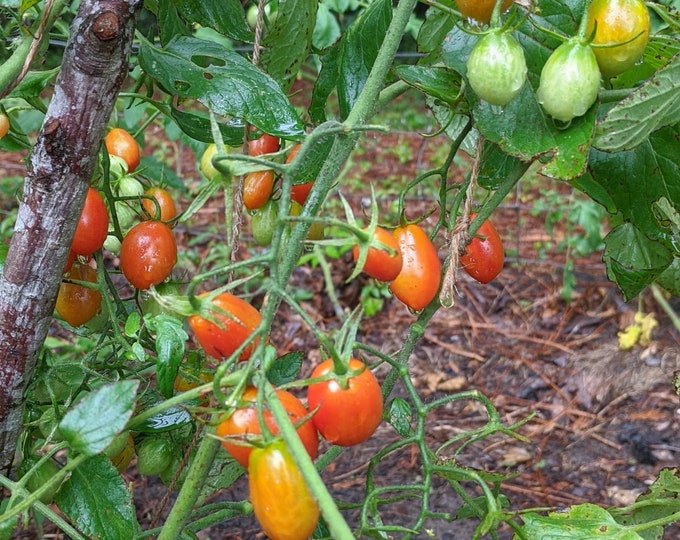 Sprite Heirloom Tomato 30+ Seeds and Free Basil Seeds With Your Order ...