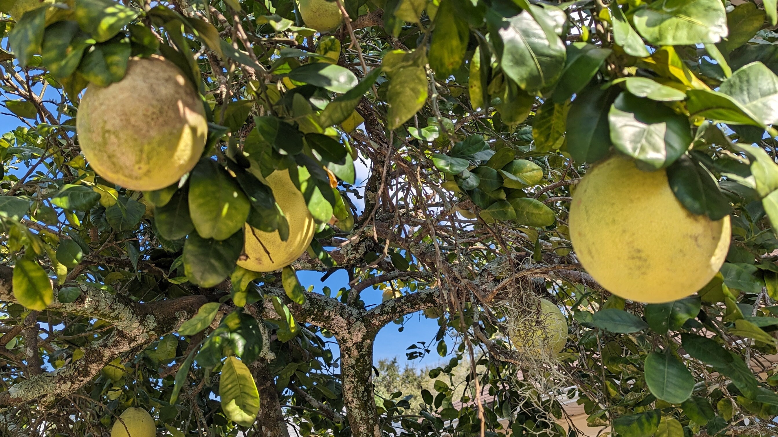 Pomelo Citrus Seeds Citrus Fruit 7 Seeds - Etsy