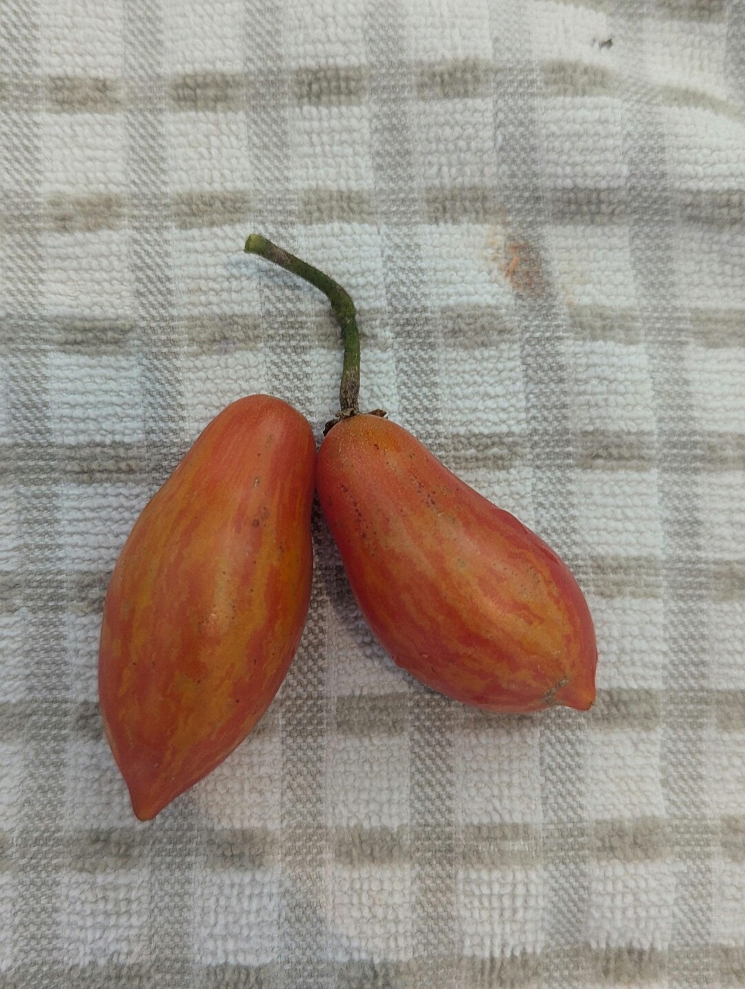 Prairie Fire Heirloom Tomato 20+ Seeds and Free Basil Seeds With Your ...