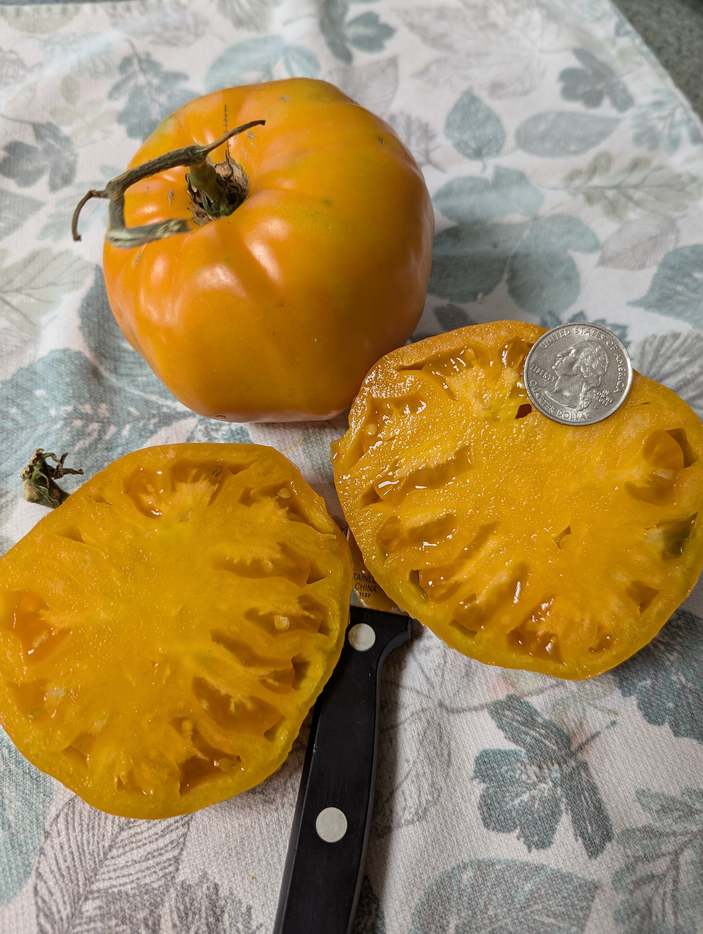 Orange Orangutan Heirloom Tomato 30+ Seeds and Free Seeds With Your ...
