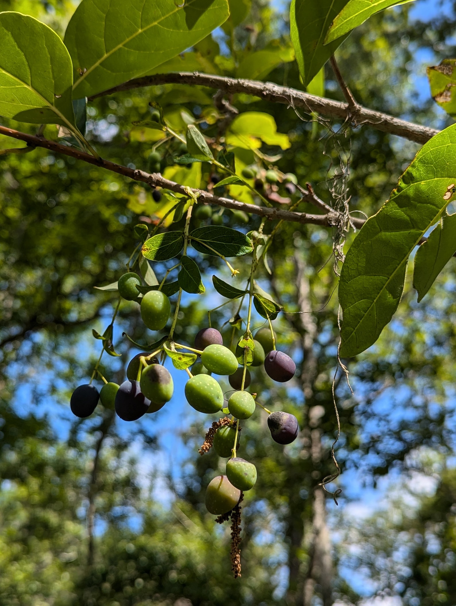 Grancy Greybeard, White Fringe Tree, Chionanthus Virginicus 13+ Seeds ...
