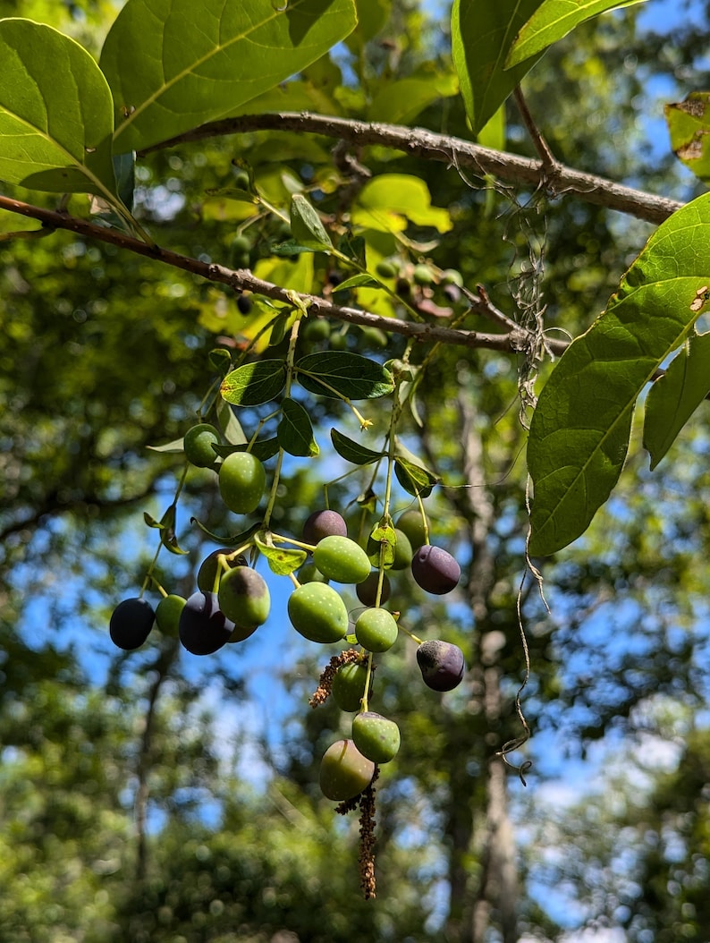Grancy Greybeard, White Fringe Tree, Chionanthus Virginicus 13+ Seeds ...