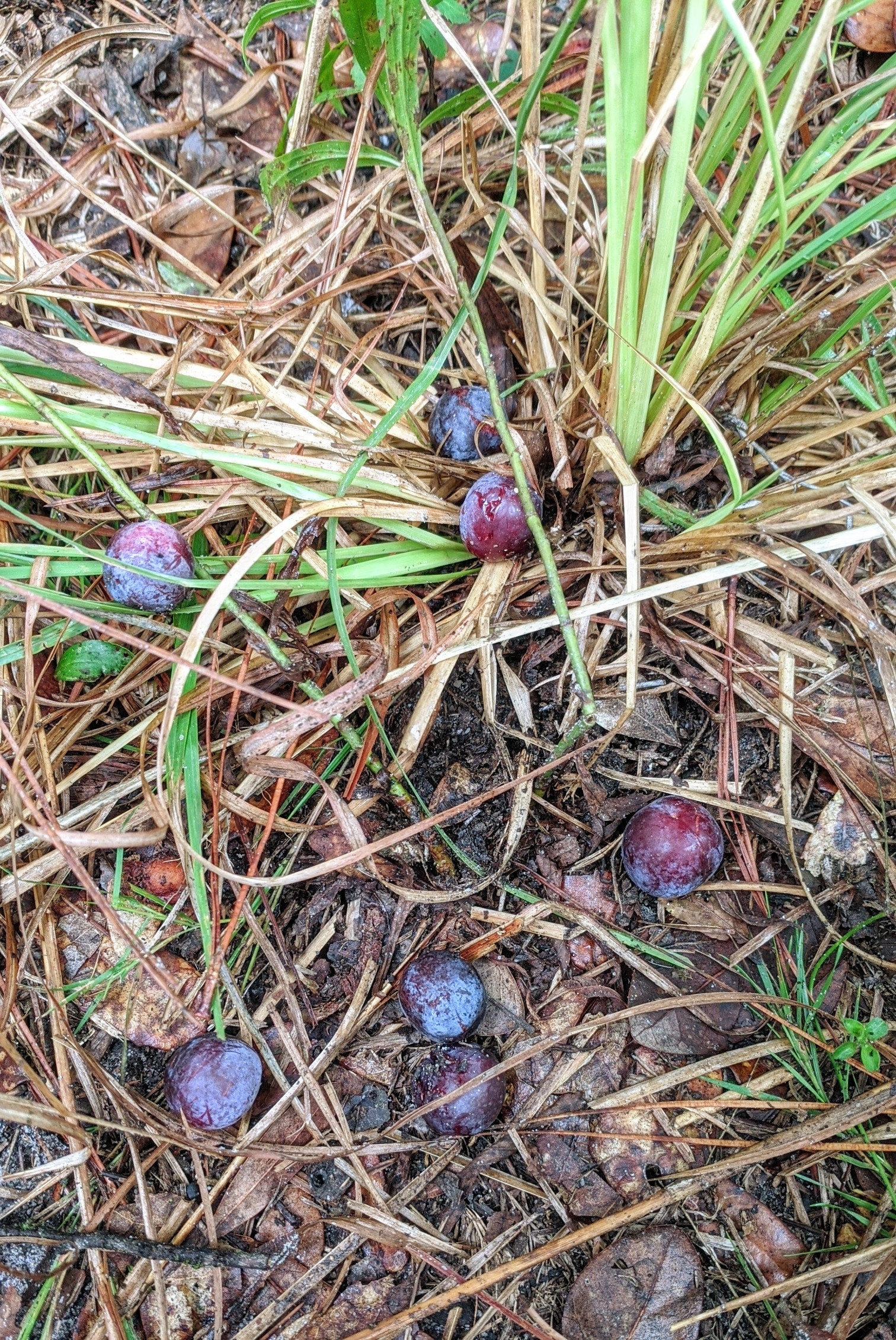 Chickasaw Plum or Cherokee Plum or Sandhill Plum 7 Seeds - Etsy