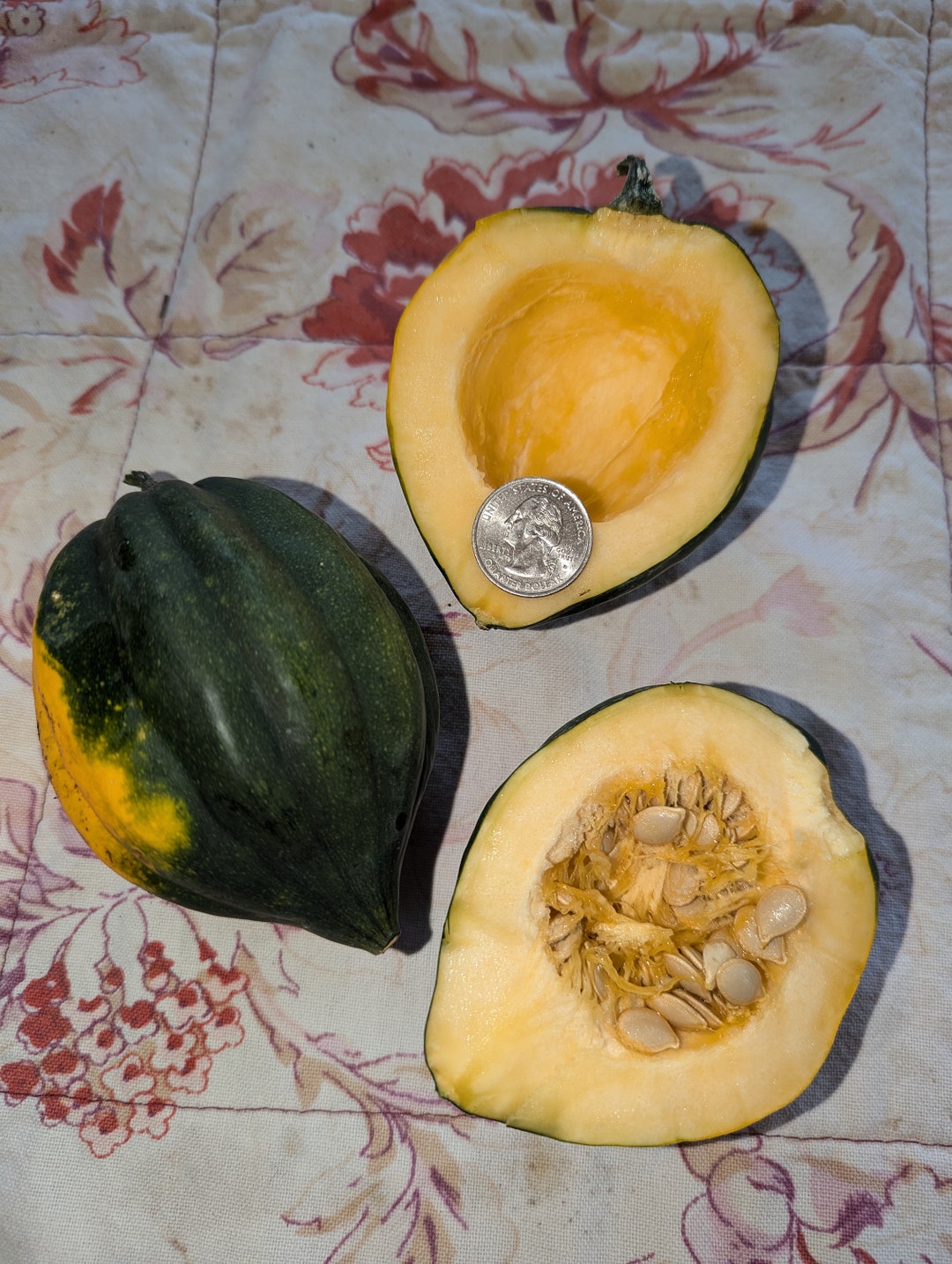 Table Queen Acorn Squash 20+ Seeds and Free Zinnia Seeds With Your ...