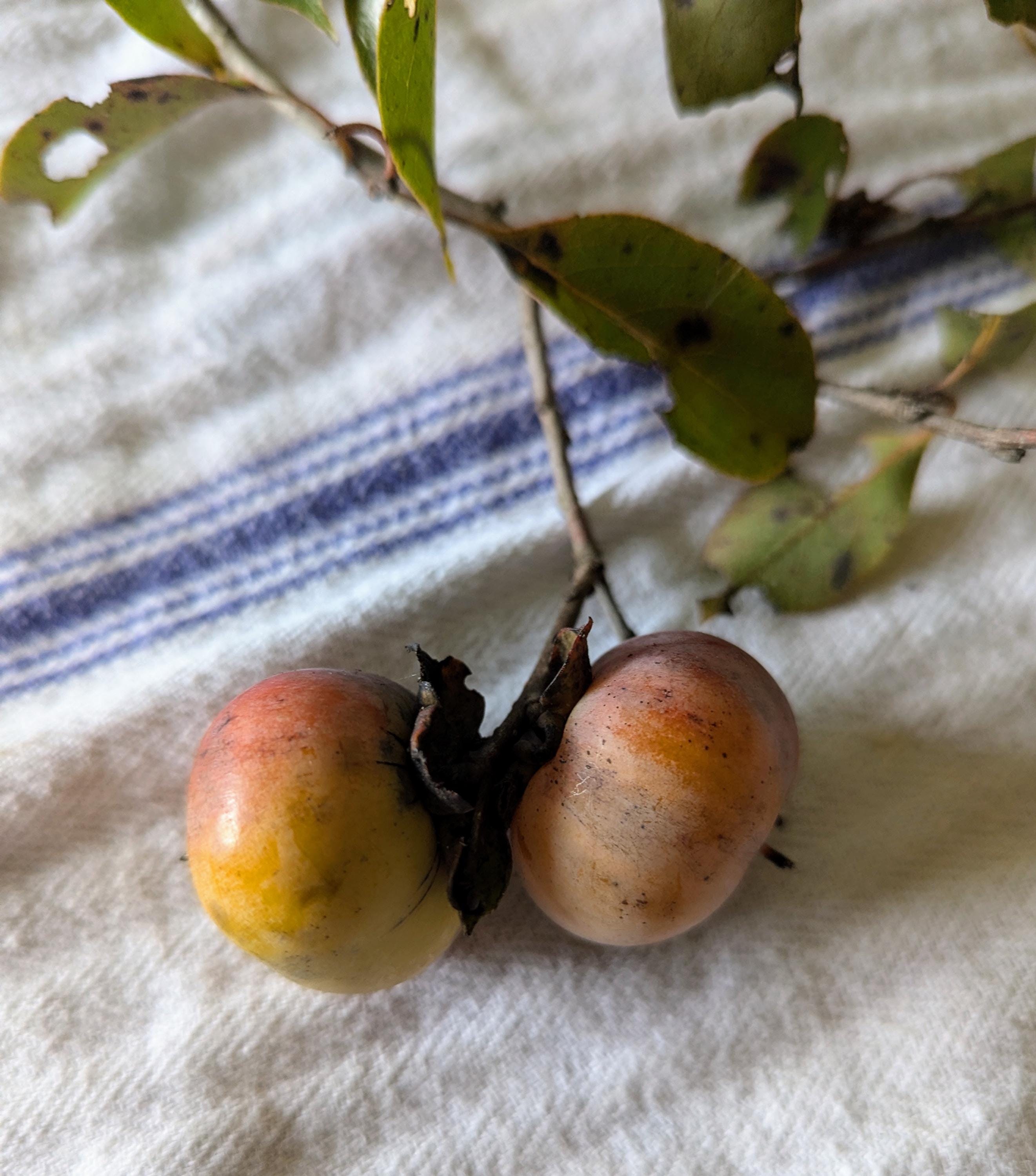 American Persimmon Seeds 11 Seeds Diospyros Virginiana Florida Native ...