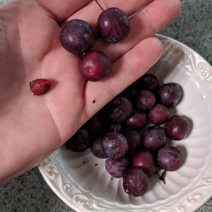 Chickasaw Plum or Cherokee Plum or Sandhill Plum 7 Seeds - Etsy