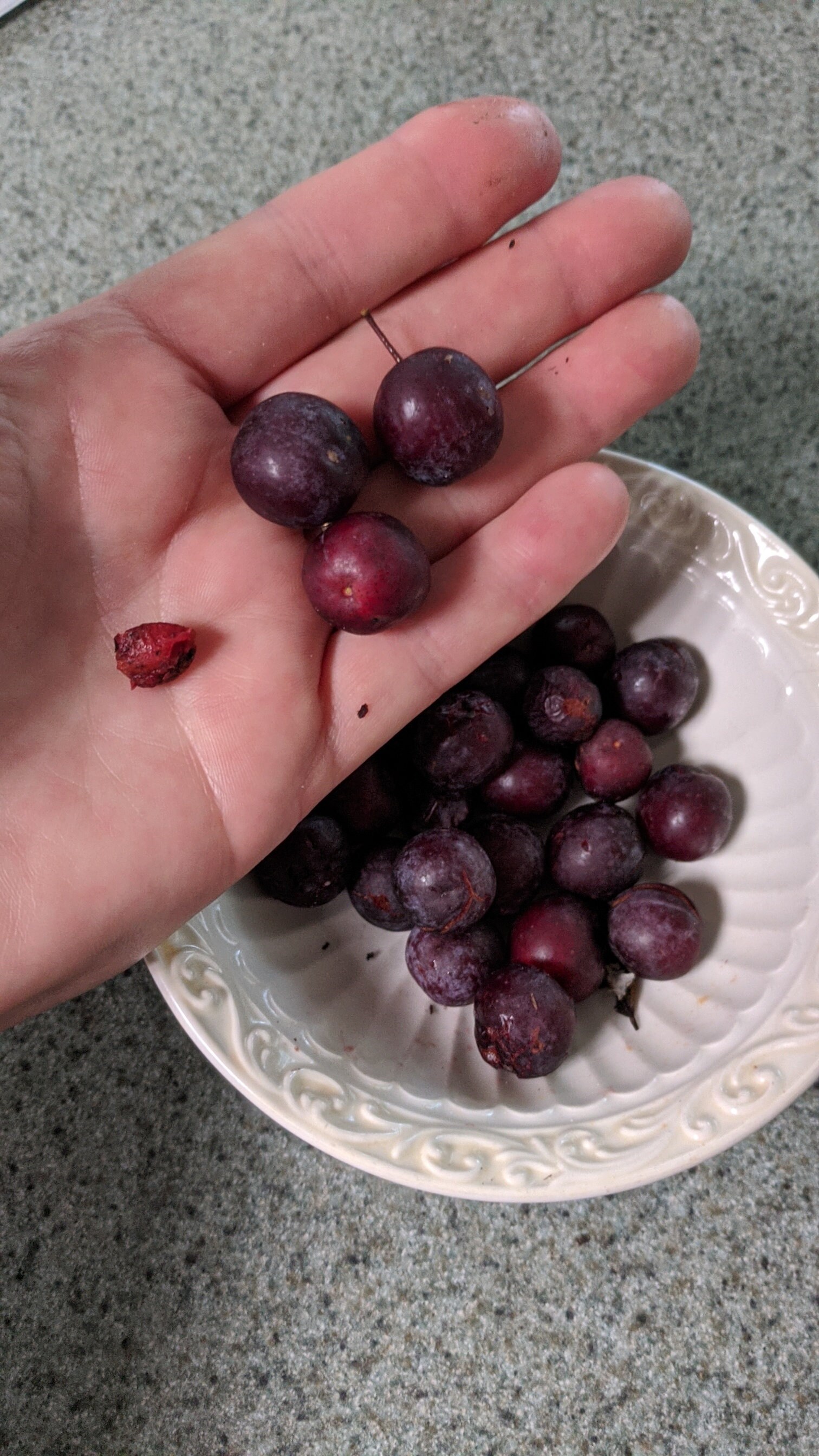 Chickasaw Plum or Cherokee Plum or Sandhill Plum 7 Seeds - Etsy