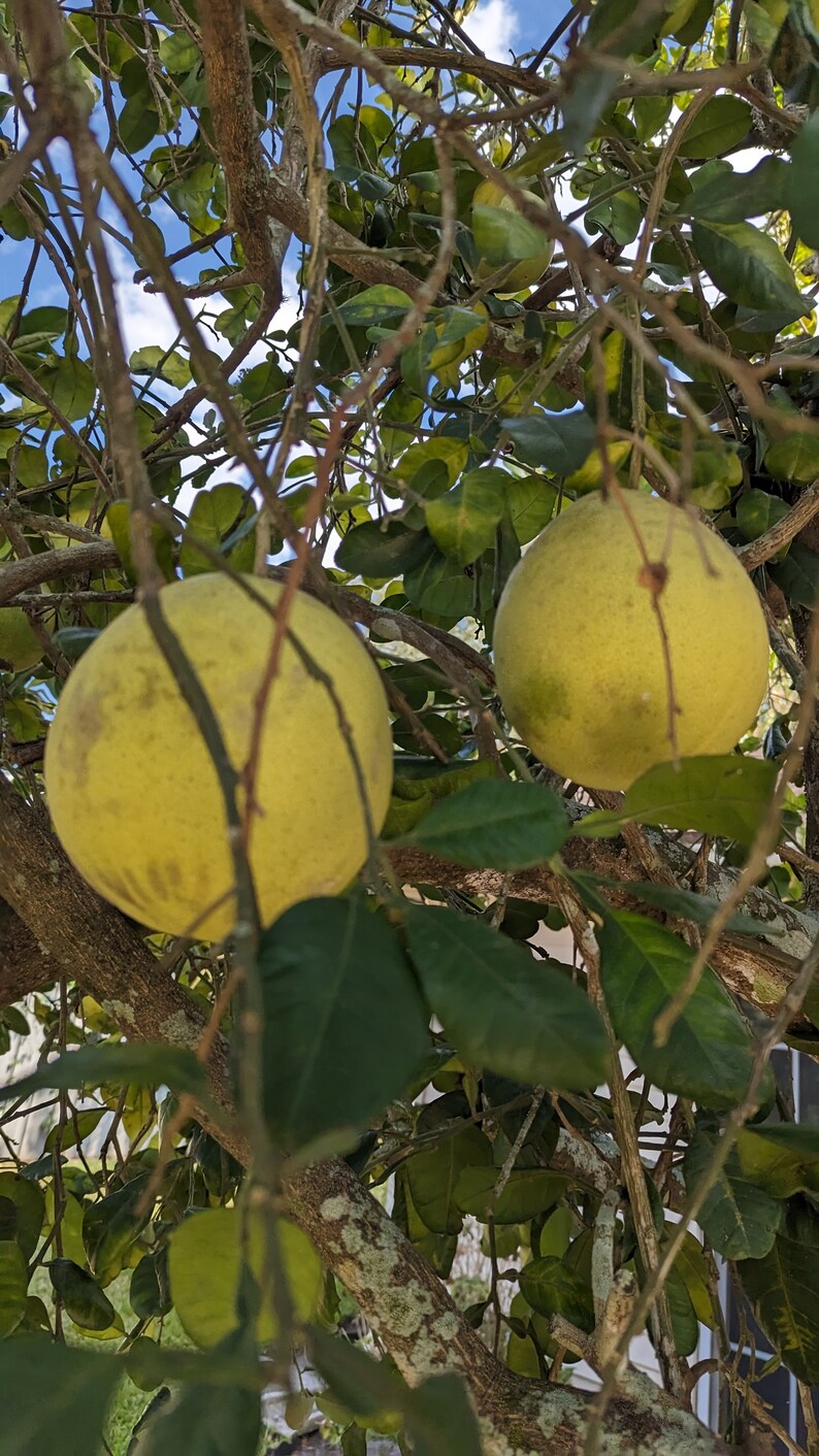 Pomelo Citrus Seeds Citrus Fruit 7 Seeds - Etsy