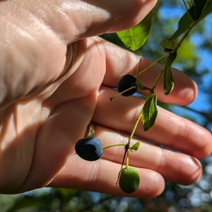 Grancy Greybeard, White Fringe Tree, Chionanthus Virginicus 13+ Seeds ...