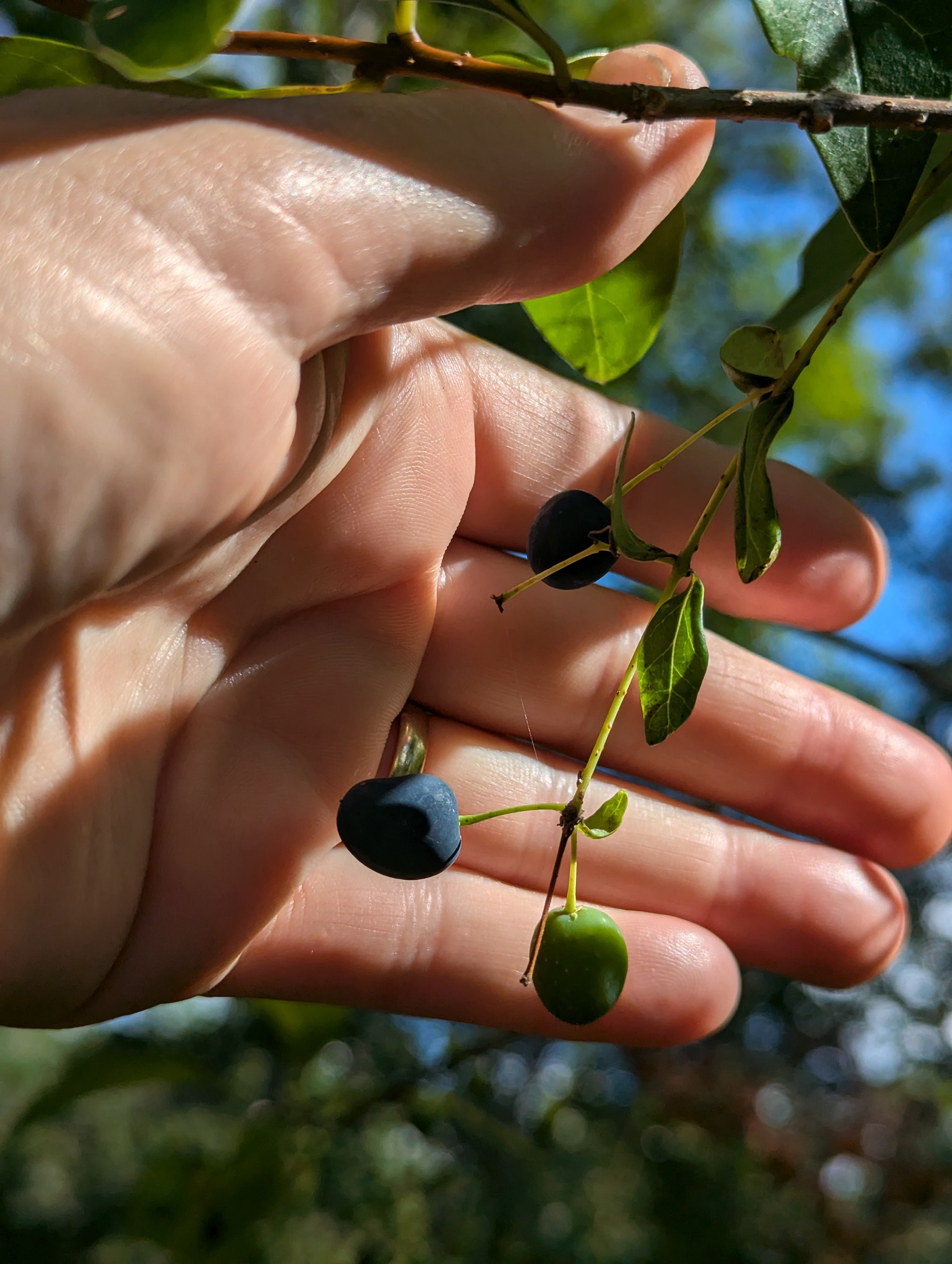 Grancy Greybeard, White Fringe Tree, Chionanthus Virginicus 13+ Seeds ...
