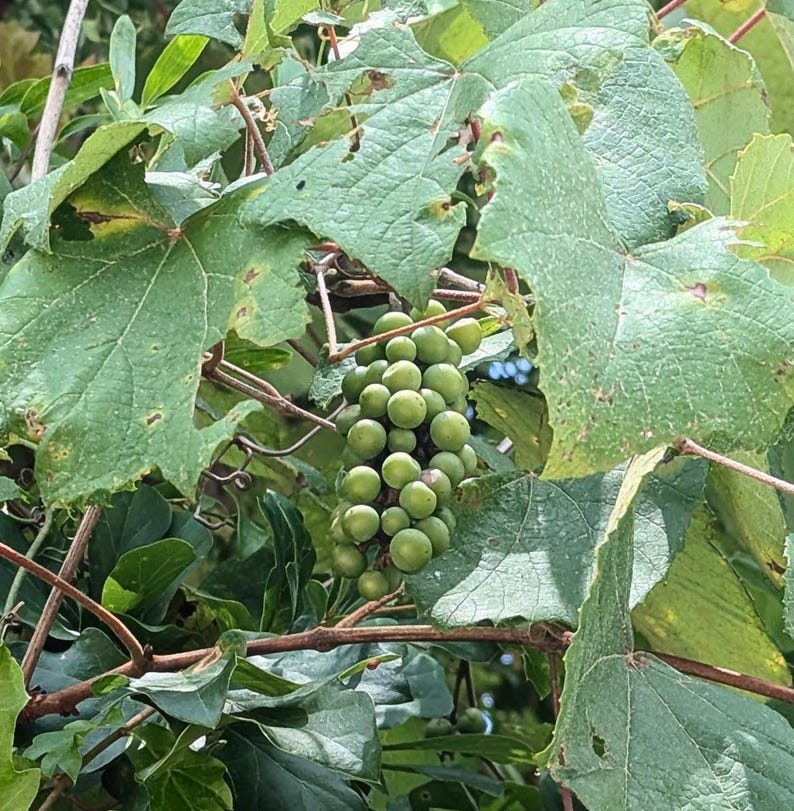 Fox Grape Seeds: Wild Sweet Concord-type Vine - 25 Seeds Florida Native ...