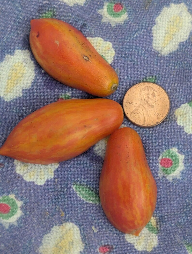 Prairie Fire Heirloom Tomato 20+ Seeds and Free Basil Seeds With Your ...