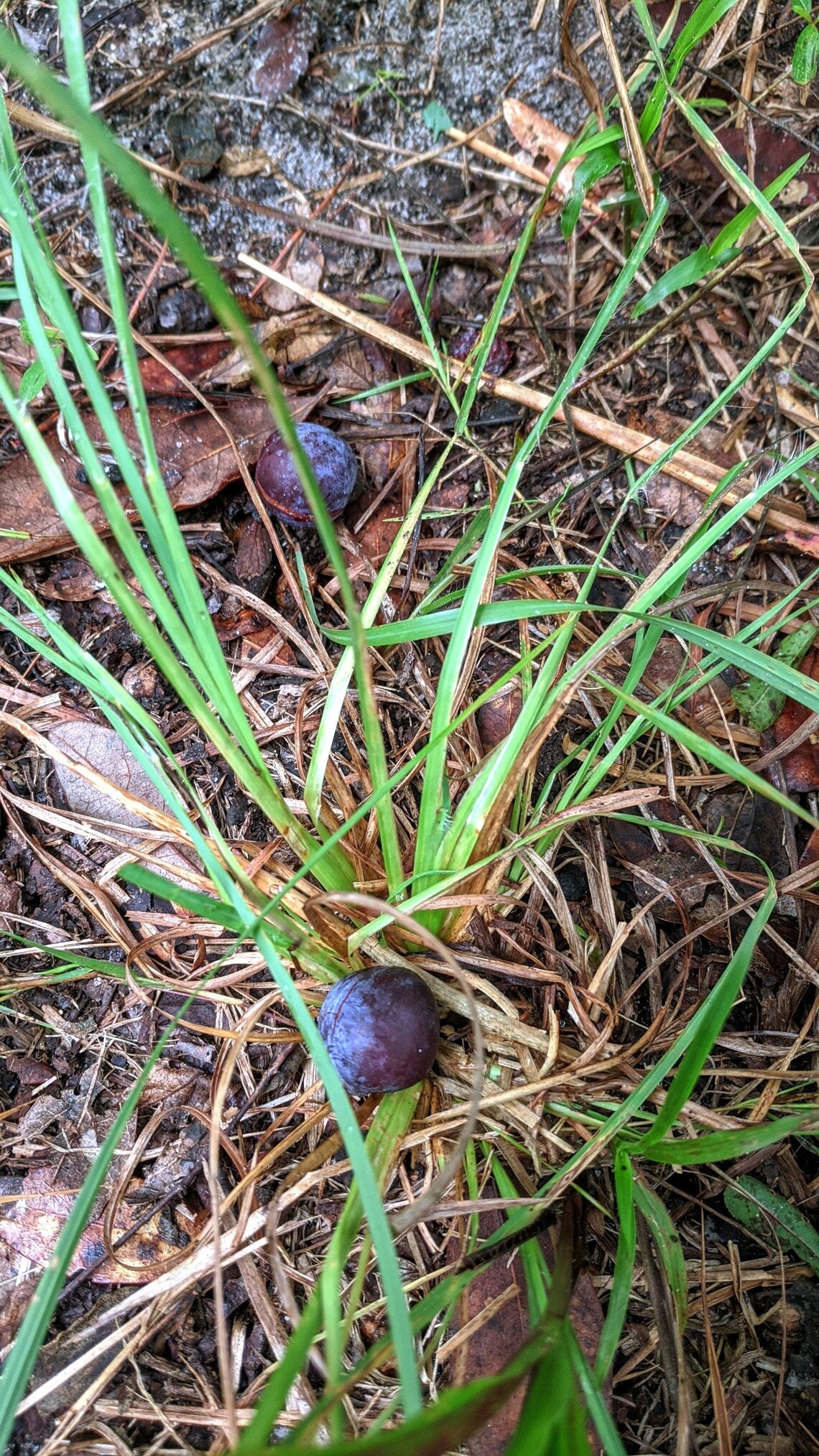 Chickasaw Plum or Cherokee Plum or Sandhill Plum 7 Seeds - Etsy