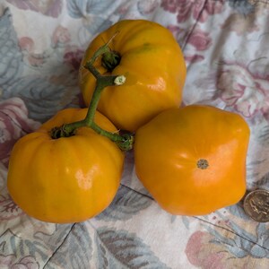 Orange Orangutan Heirloom Tomato 30+ Seeds and Free Basil Seeds With ...