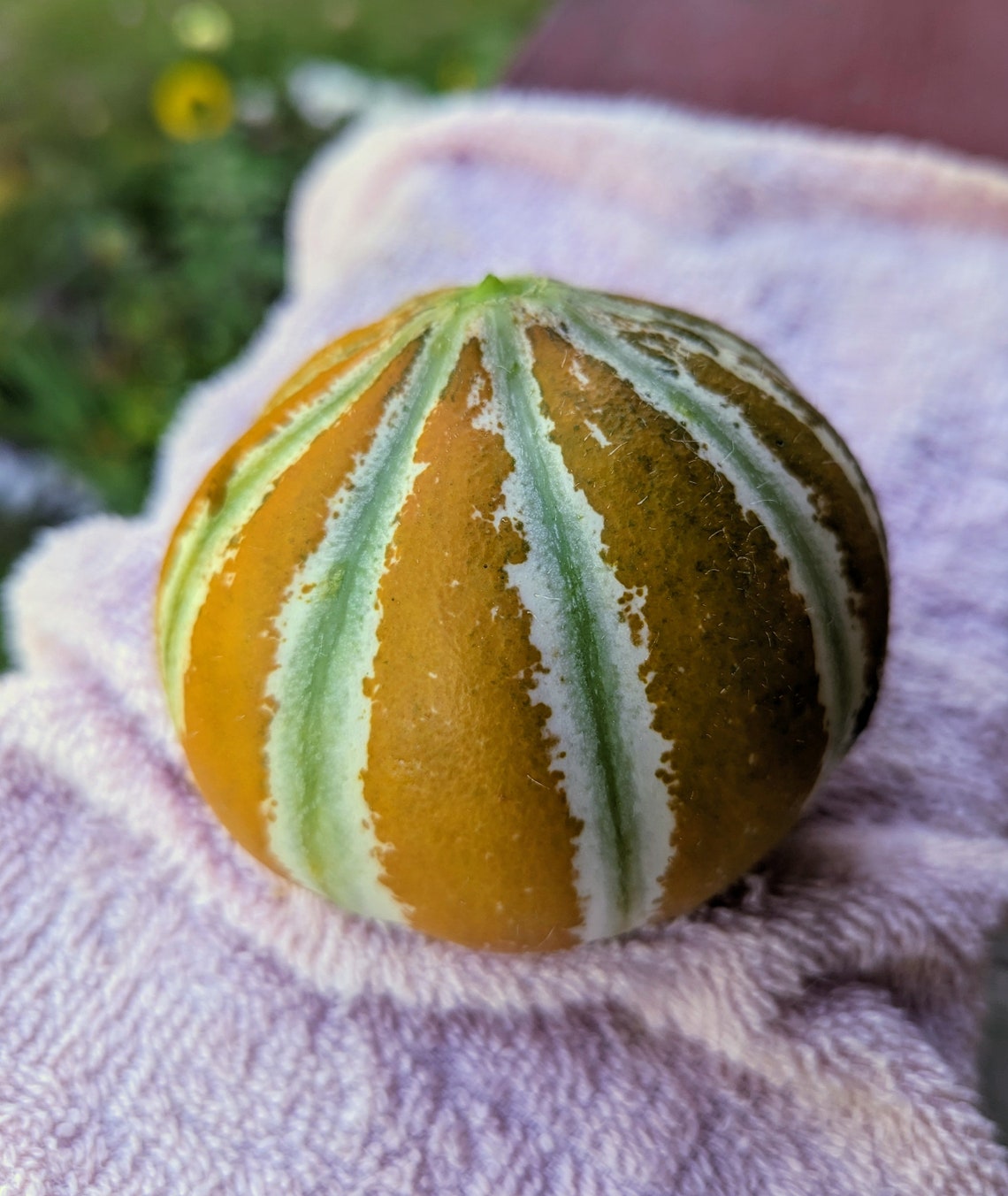 Kajari Melon 20+ Seeds - Etsy