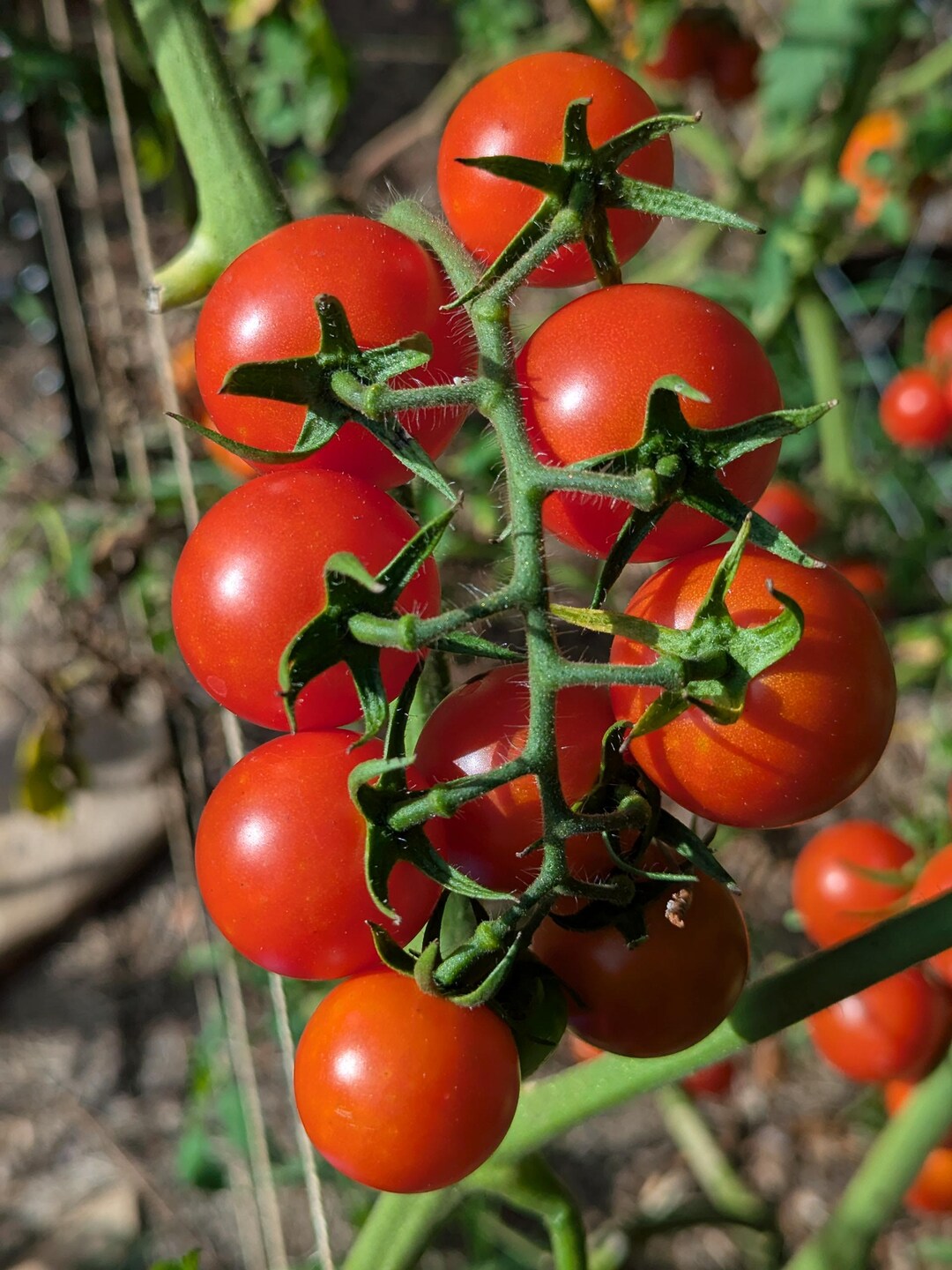 Tommy Toe Heirloom Tomato 30+ Seeds and Free Seeds With Your Order - Etsy