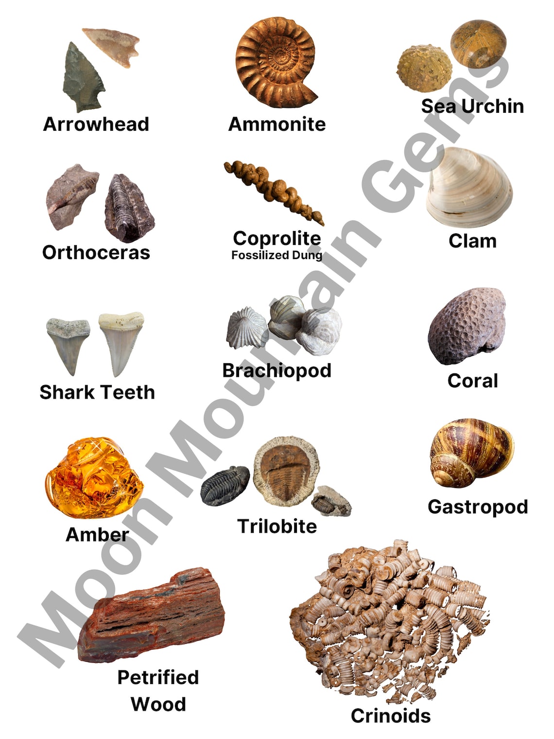 Instant Download Fossil ID Chart, Fossil Identification, Fossil Mining ID Chart - Etsy