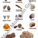Instant Download Fossil ID Chart, Fossil Identification, Fossil Mining ID Chart - Etsy