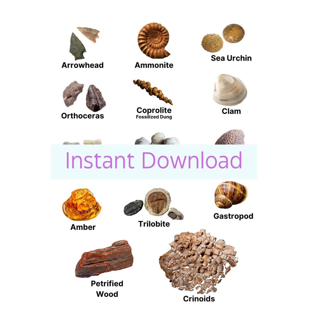 Instant Download Fossil ID Chart, Fossil Identification, Fossil Mining ...