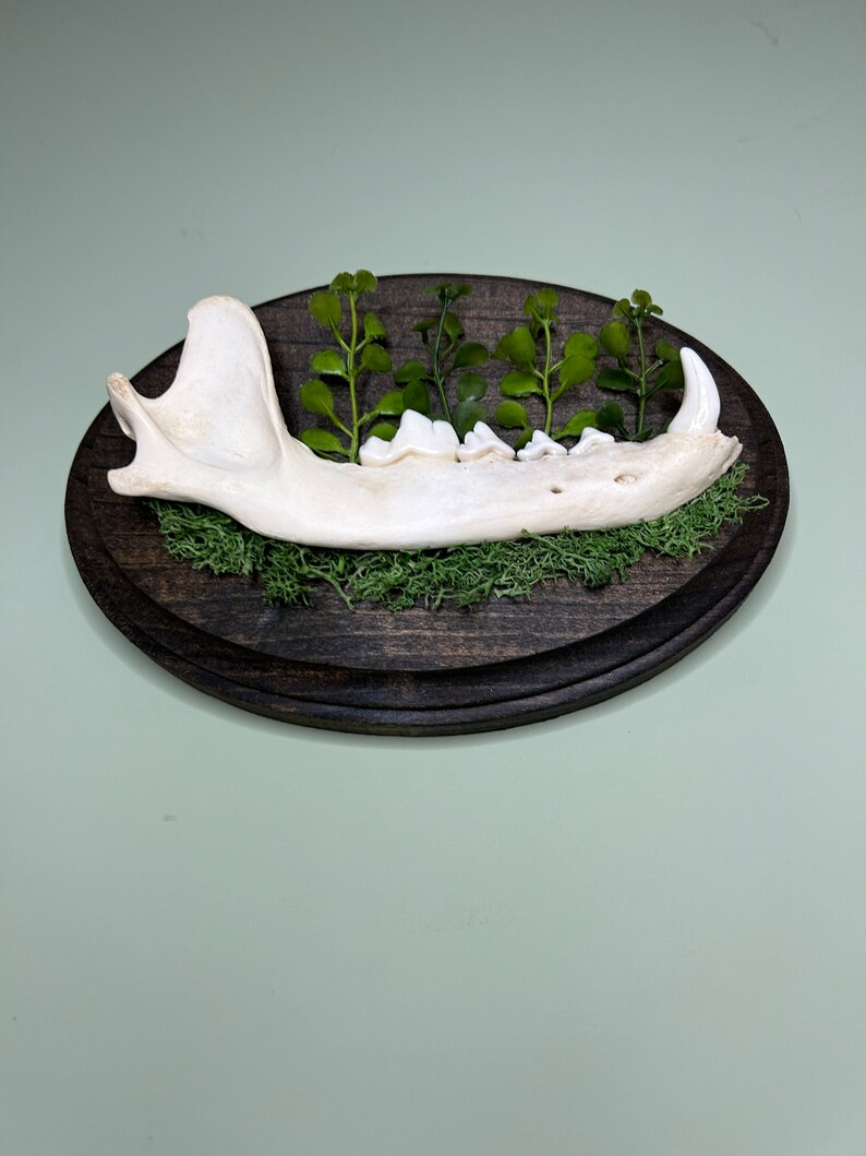 Coyote Jawbone Wall Art - Etsy