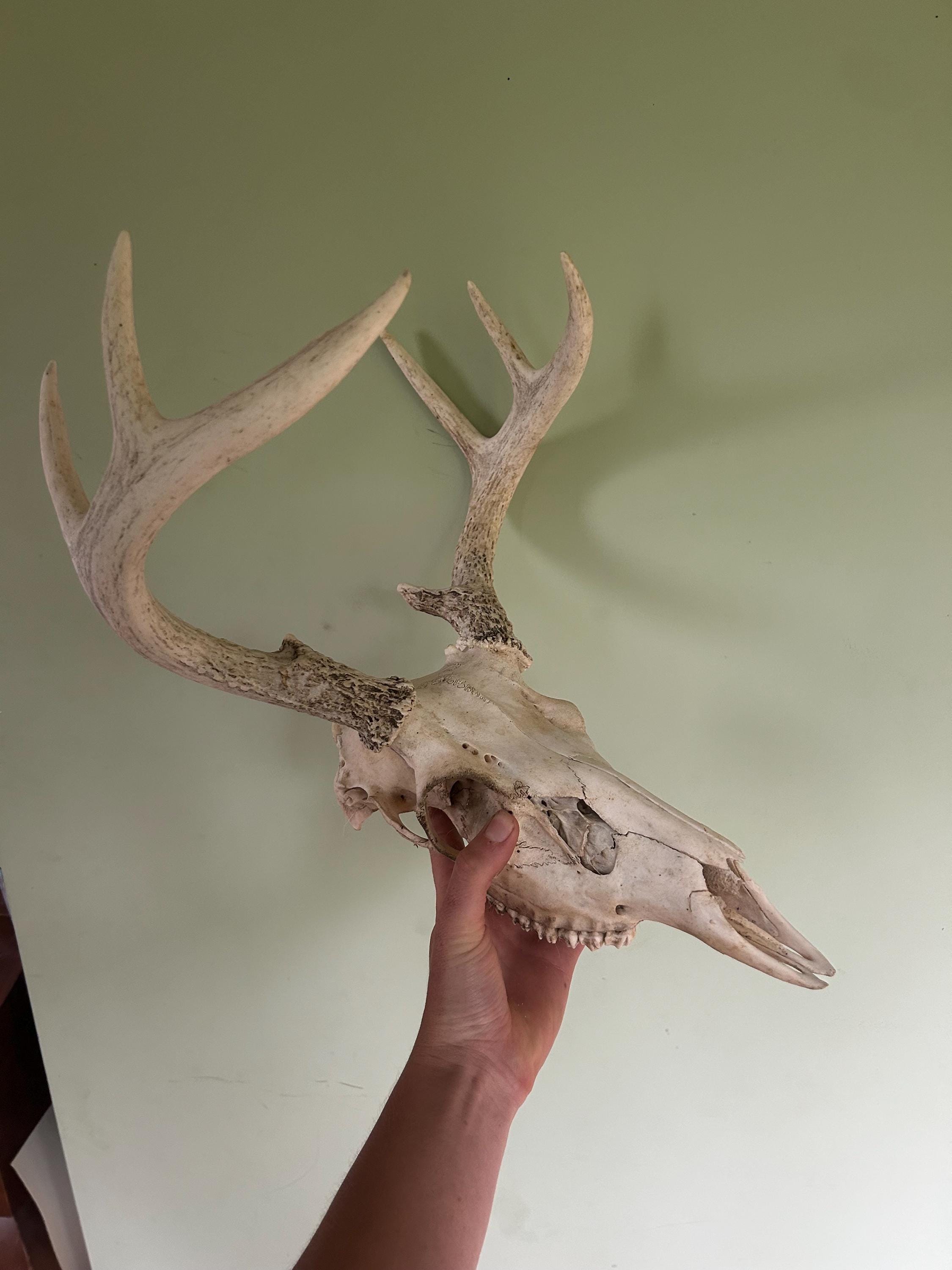 Whitetail Deer Skull - Etsy