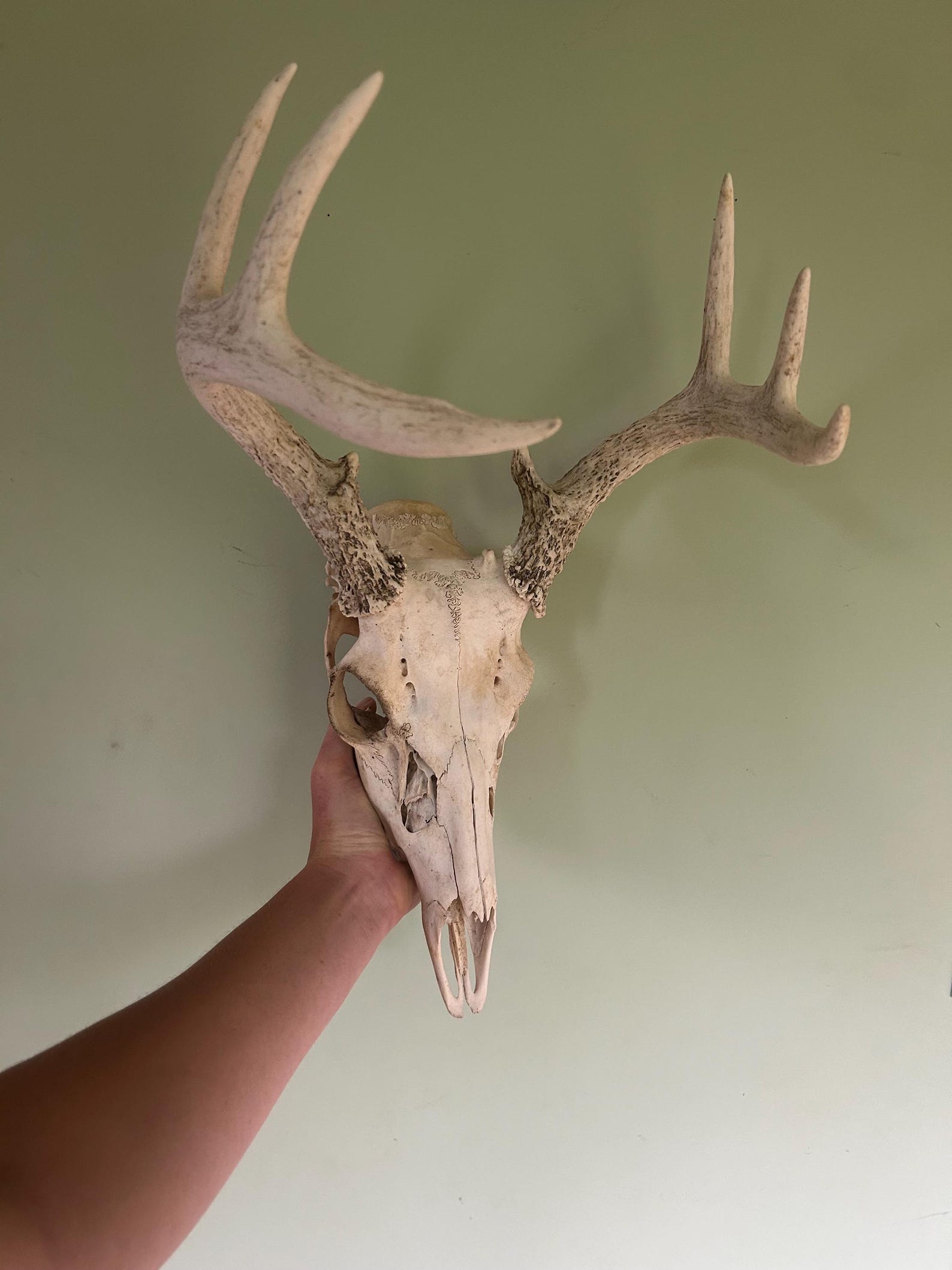 Whitetail Deer Skull - Etsy