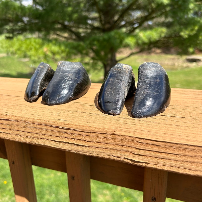 Deer Hooves - Etsy