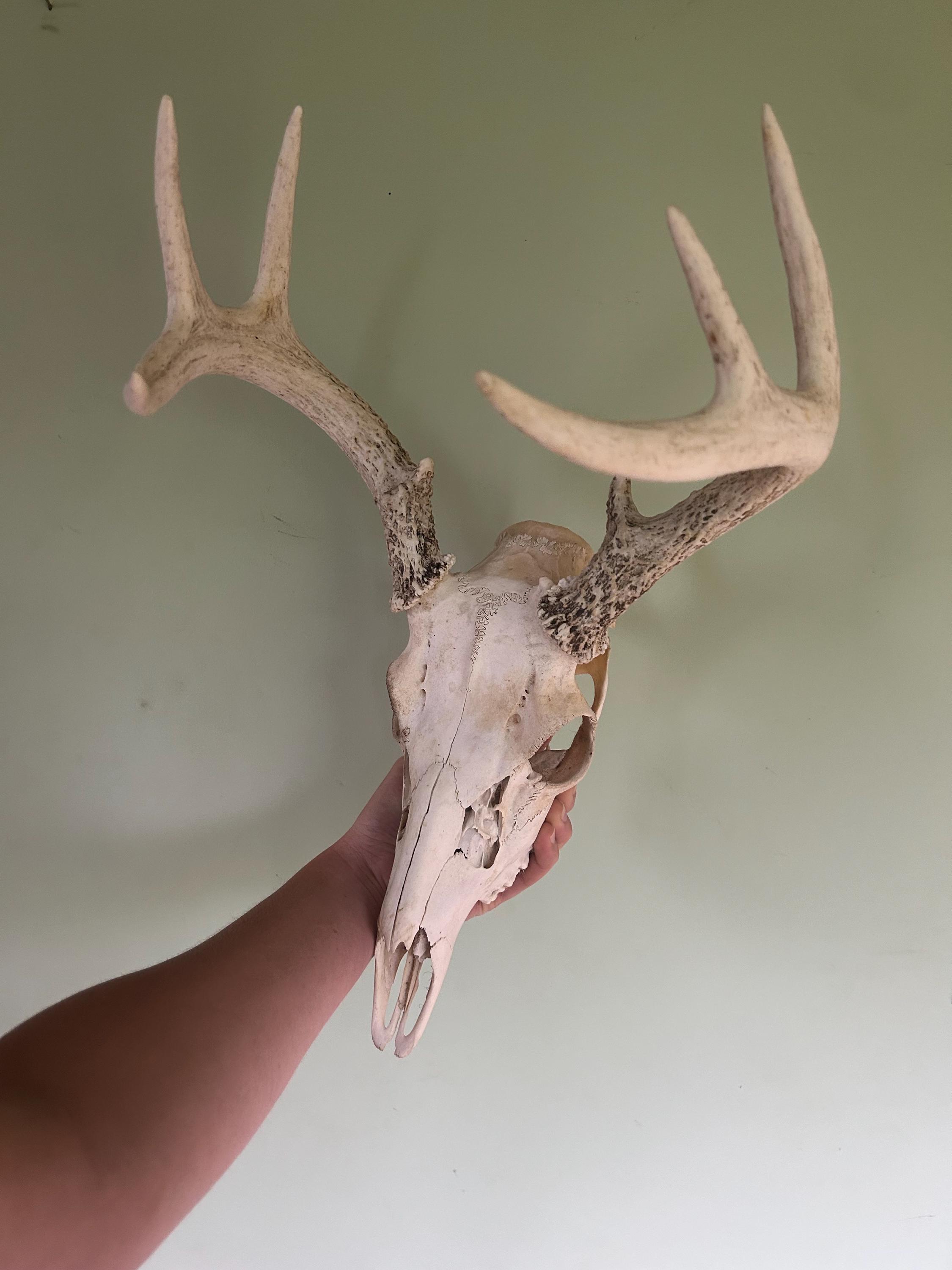 Whitetail Deer Skull - Etsy