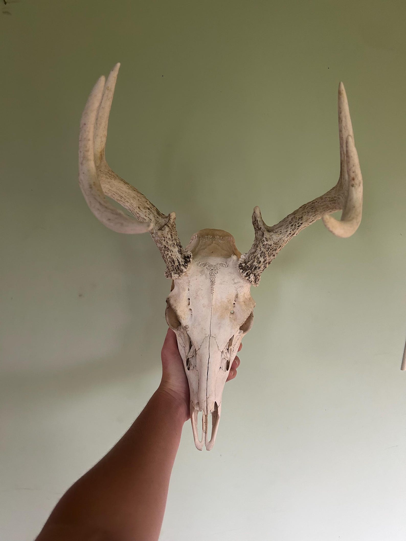 Whitetail Deer Skull - Etsy