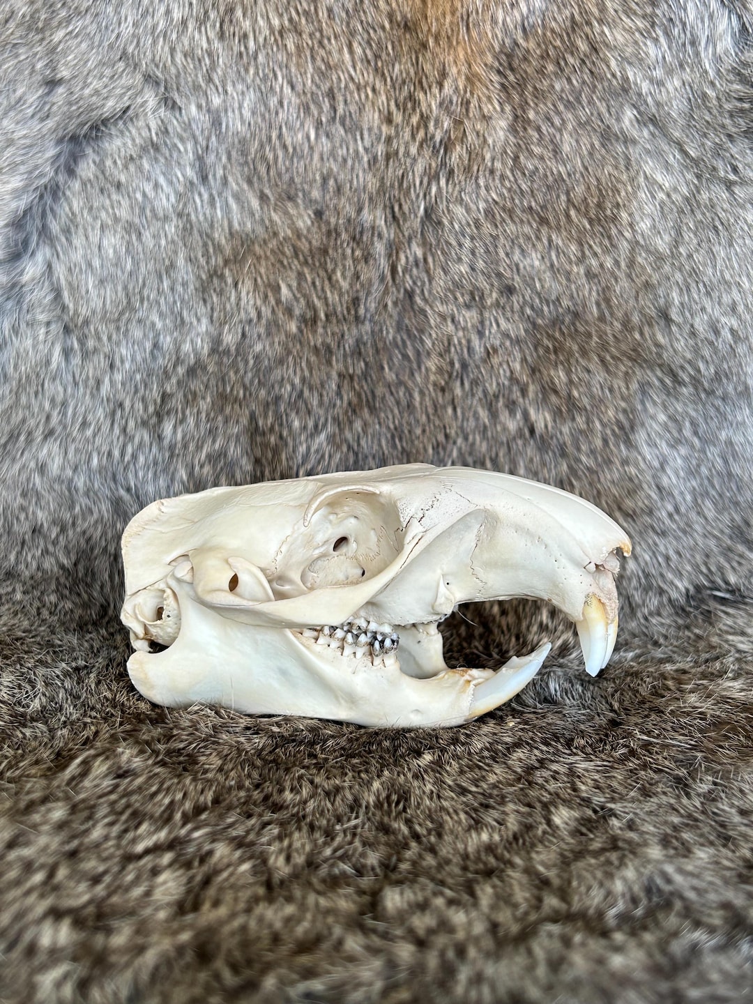 Real Groundhog Skull - Etsy