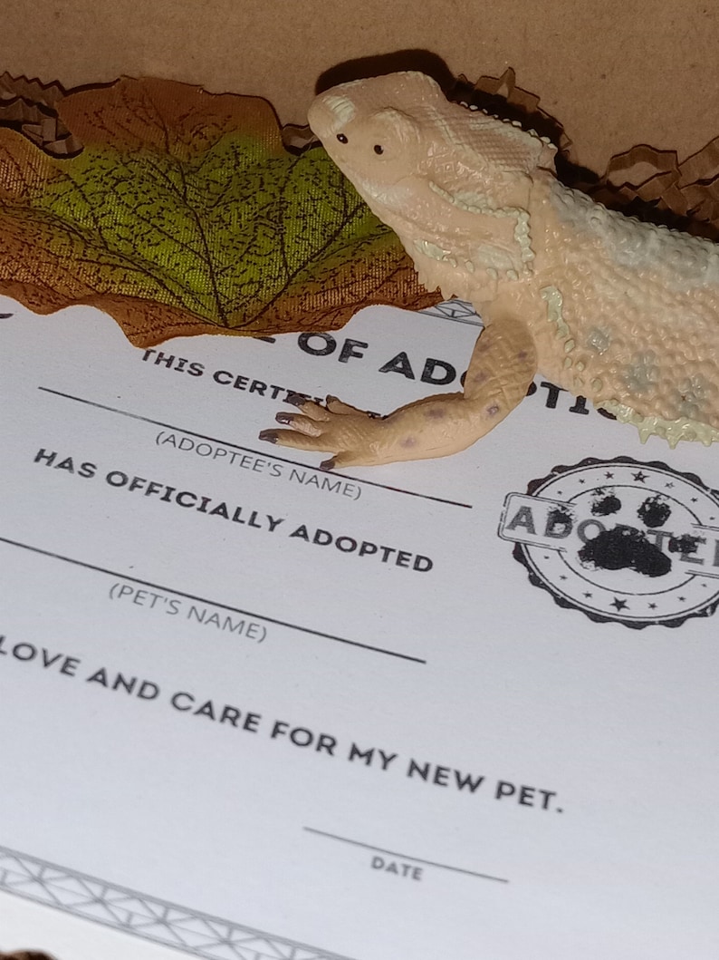 Adopt A Beardie Box - Pretend Realistic Bearded Dragon Pet Gift for ...