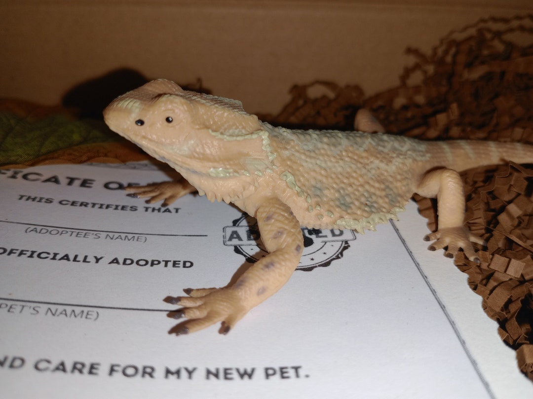 Adopt A Beardie Box - Pretend Realistic Bearded Dragon Pet Gift for Lizard Lovers - Etsy