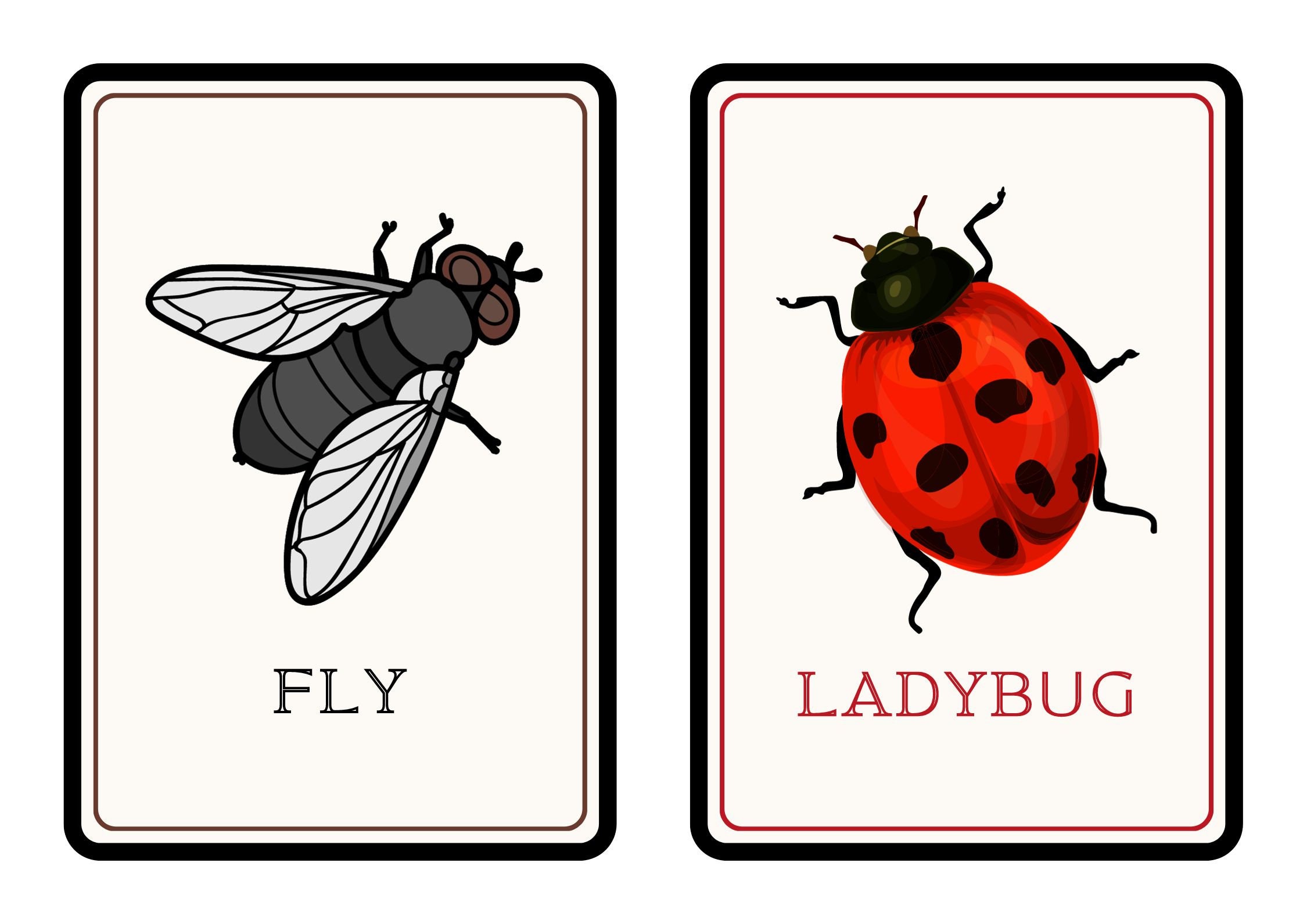 Flash Cards, Insect Flash Cards, Toddler Flash Cards, Learning Tools ...