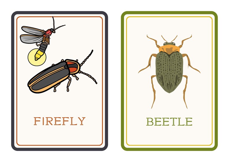 Flash Cards, Insect Flash Cards, Toddler Flash Cards, Learning Tools ...