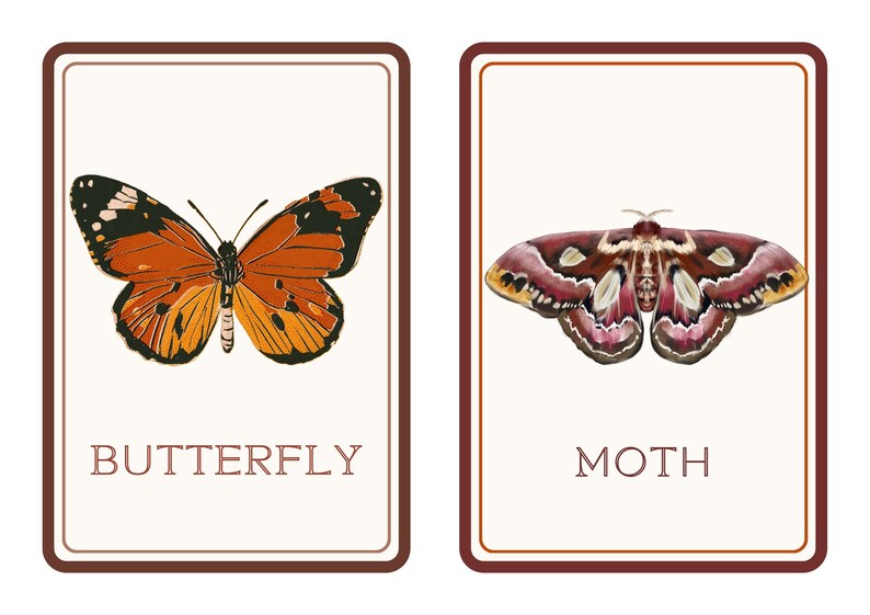 Flash Cards, Insect Flash Cards, Toddler Flash Cards, Learning Tools ...