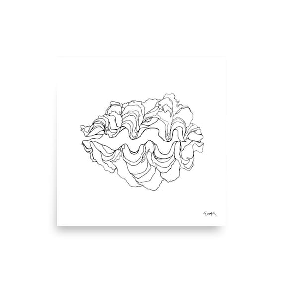 Oyster Shell Drawing